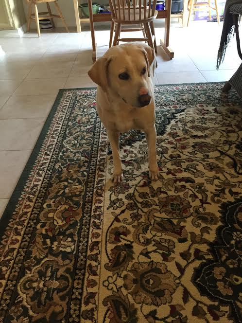 Sheeba new pic | Adore Houston | Dog Rescue Group