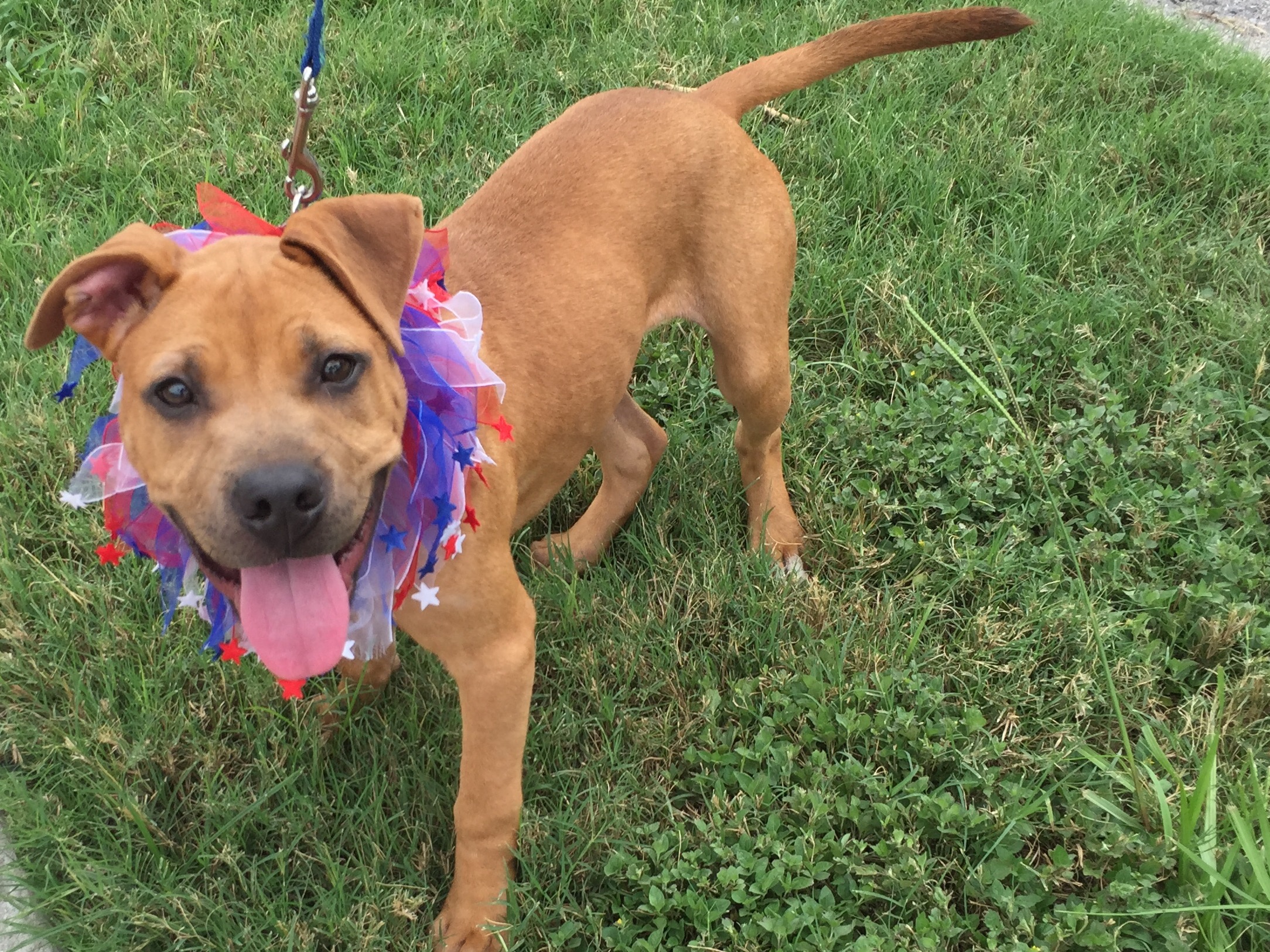 FullSizeRender (5) | Adore Houston | Dog Rescue Group