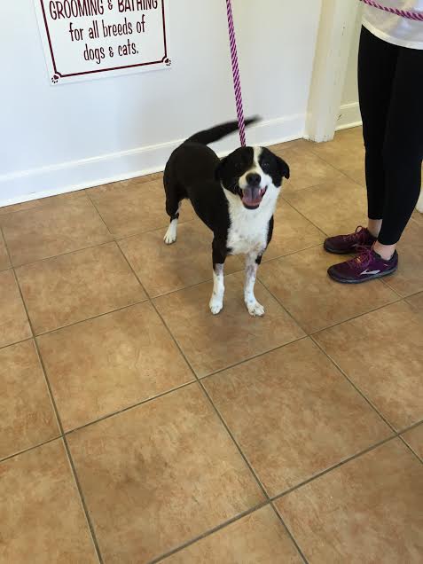 Kelle new | Adore Houston | Dog Rescue Group