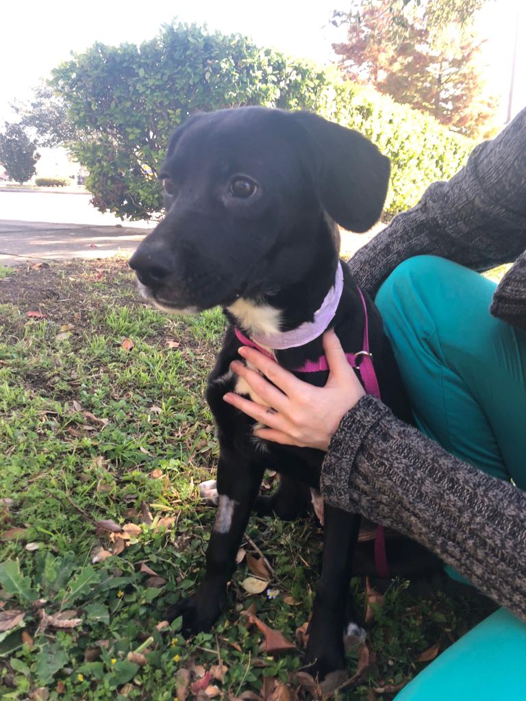 Cathy | Adore Houston | Dog Rescue Group