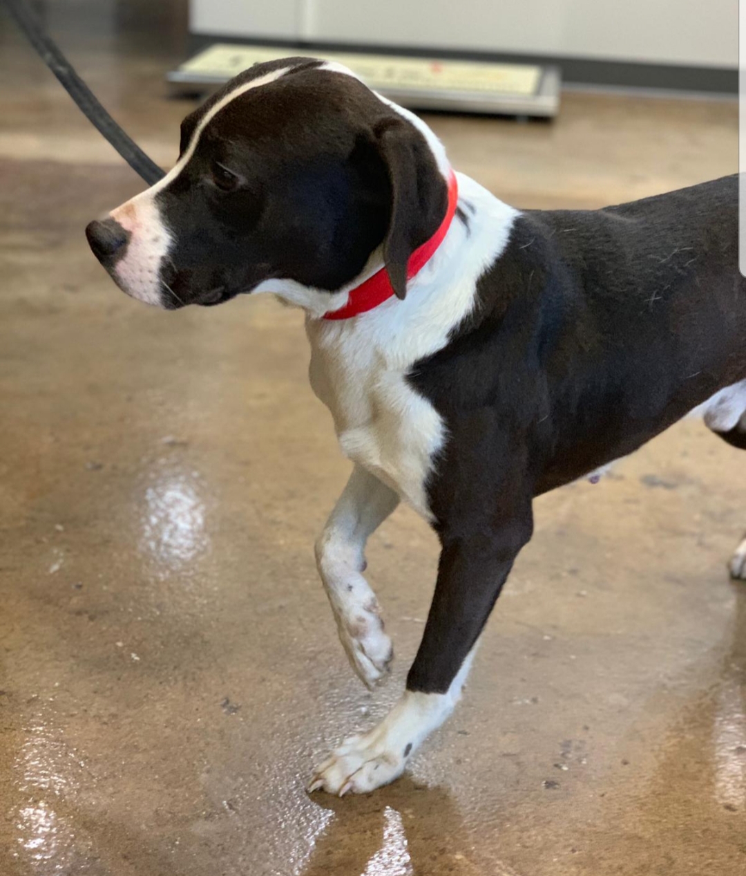 20190325_094444 | Adore Houston | Dog Rescue Group