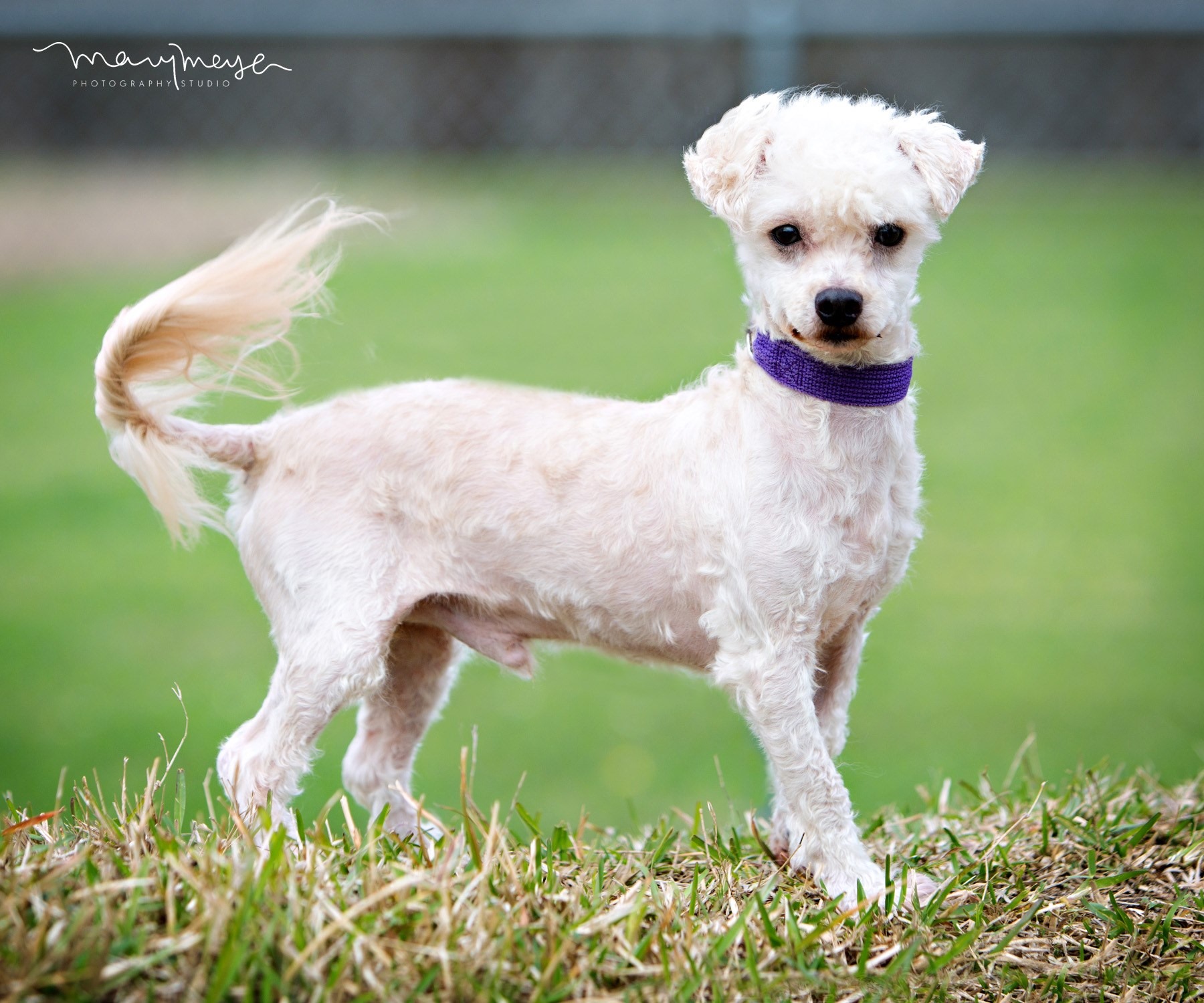 84764439_610803013073213_6365135979279286272_n | Adore Houston | Dog ...