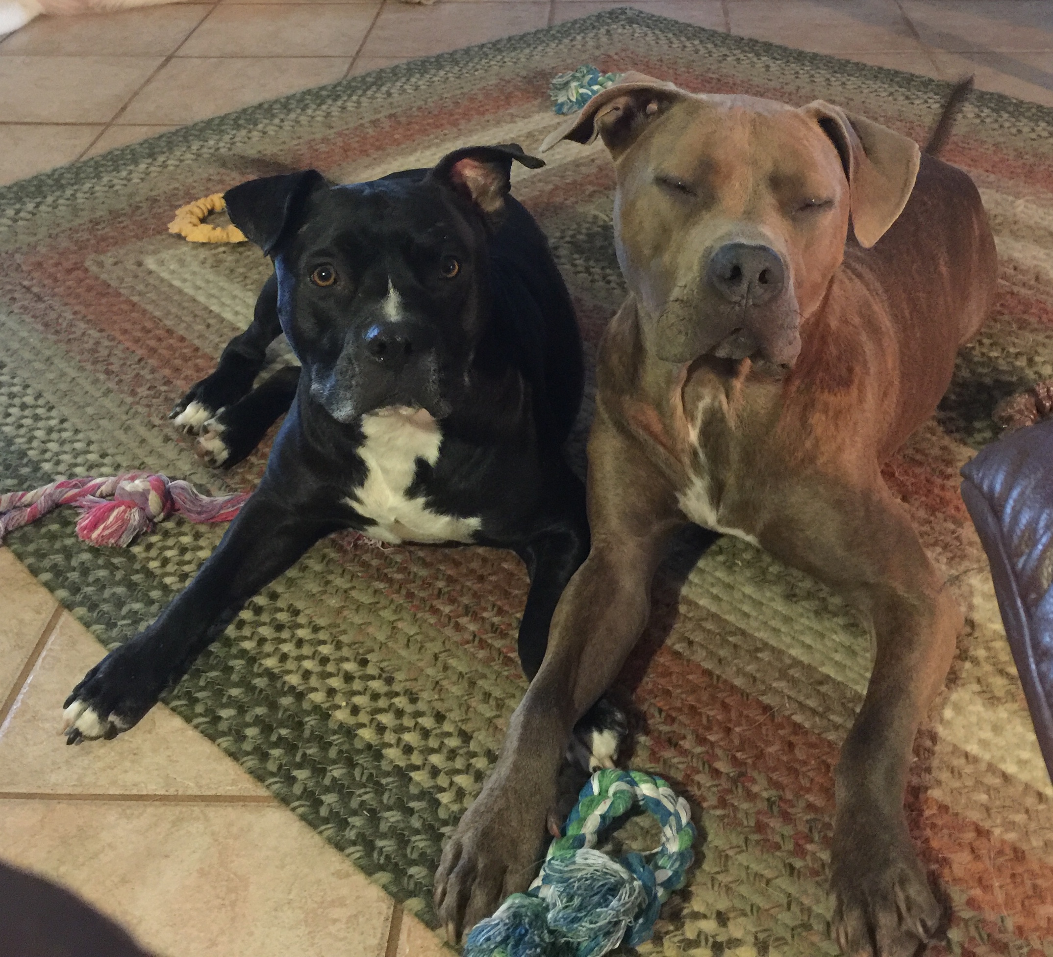 IMG_1853 | Adore Houston | Dog Rescue Group