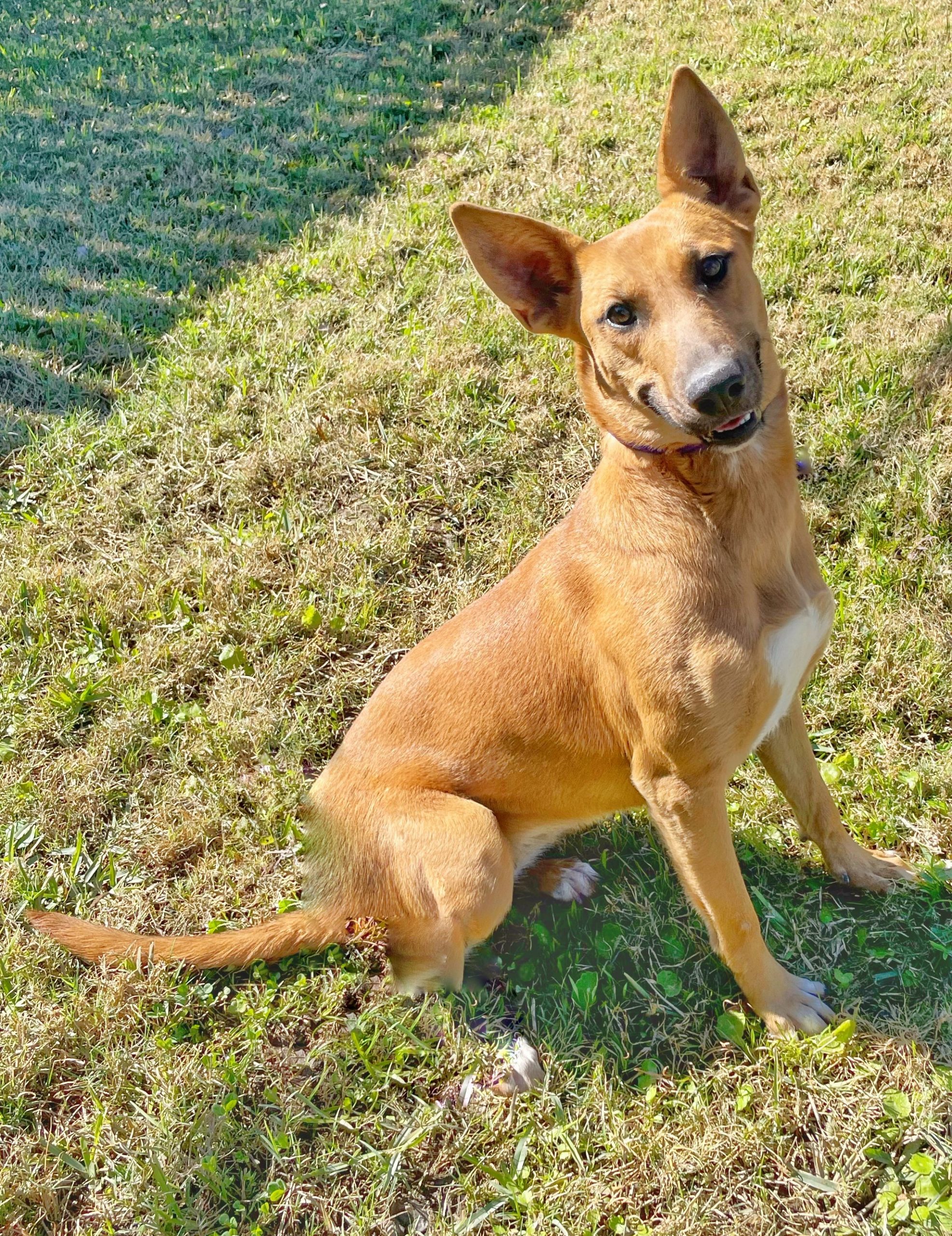 Adele | Adore Houston | Dog Rescue Group