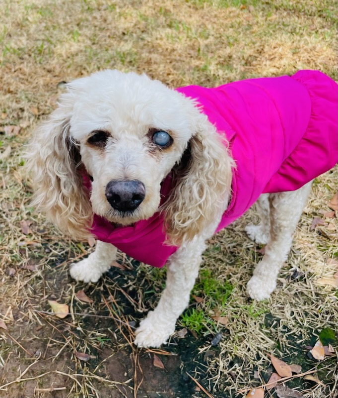 FullSizeR | Adore Houston | Dog Rescue Group